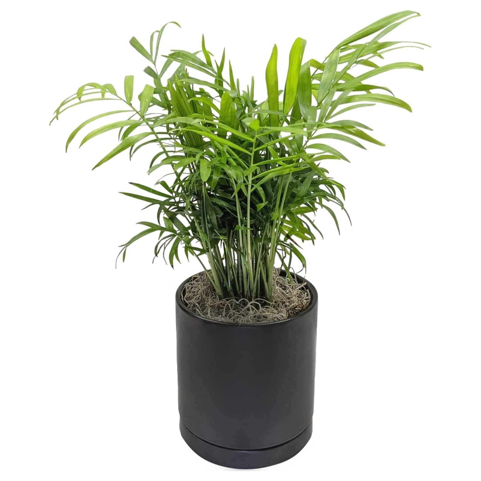 Common Parlor Palm Problems and How to Fix them | Livingetc