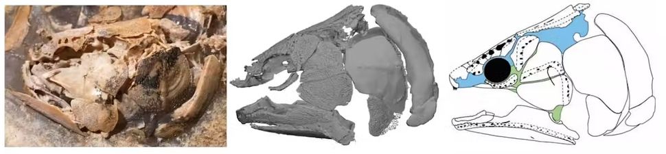 380 million-year-old remains of giant fish found in Australia. Its ...