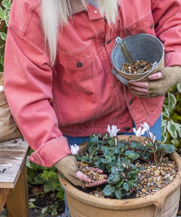 How to plant a tulip container in just 4 steps | Gardeningetc