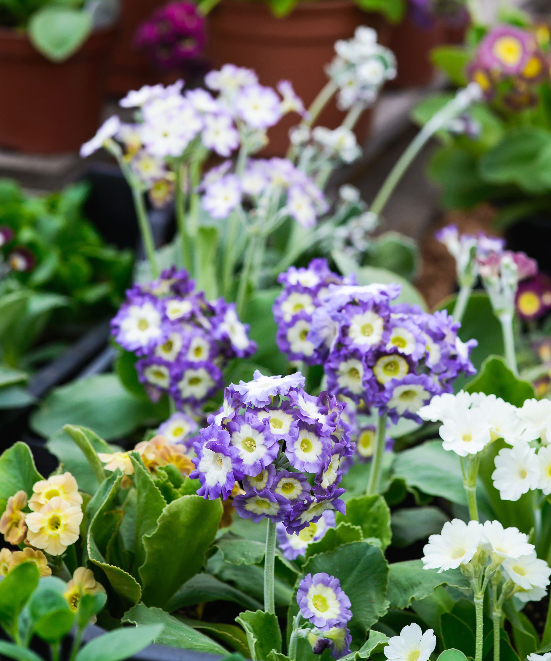 What is an auricula theater? And tips on how to create one | Homes and ...