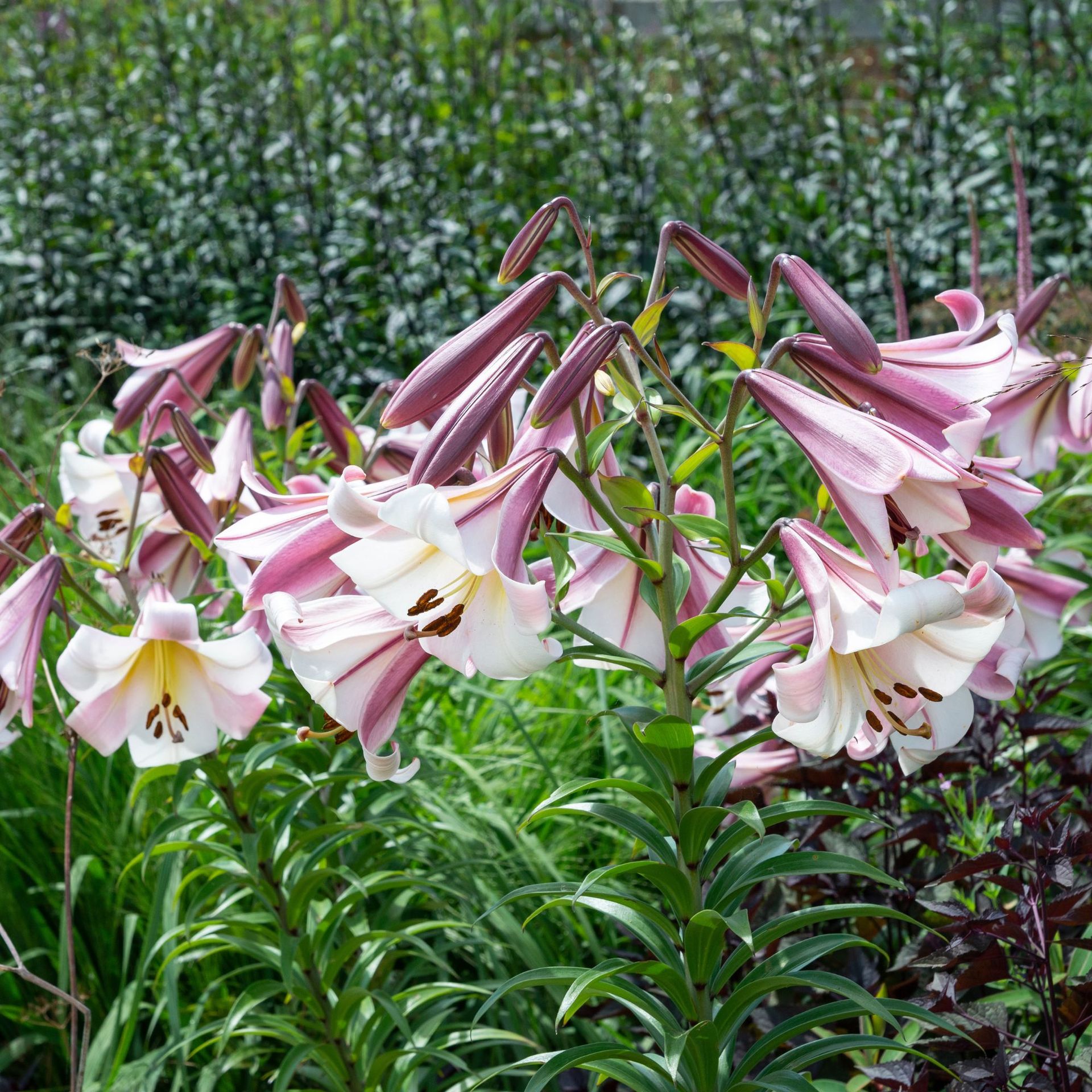 How to grow lilies — the best way to plant the bulbs and care | Ideal Home