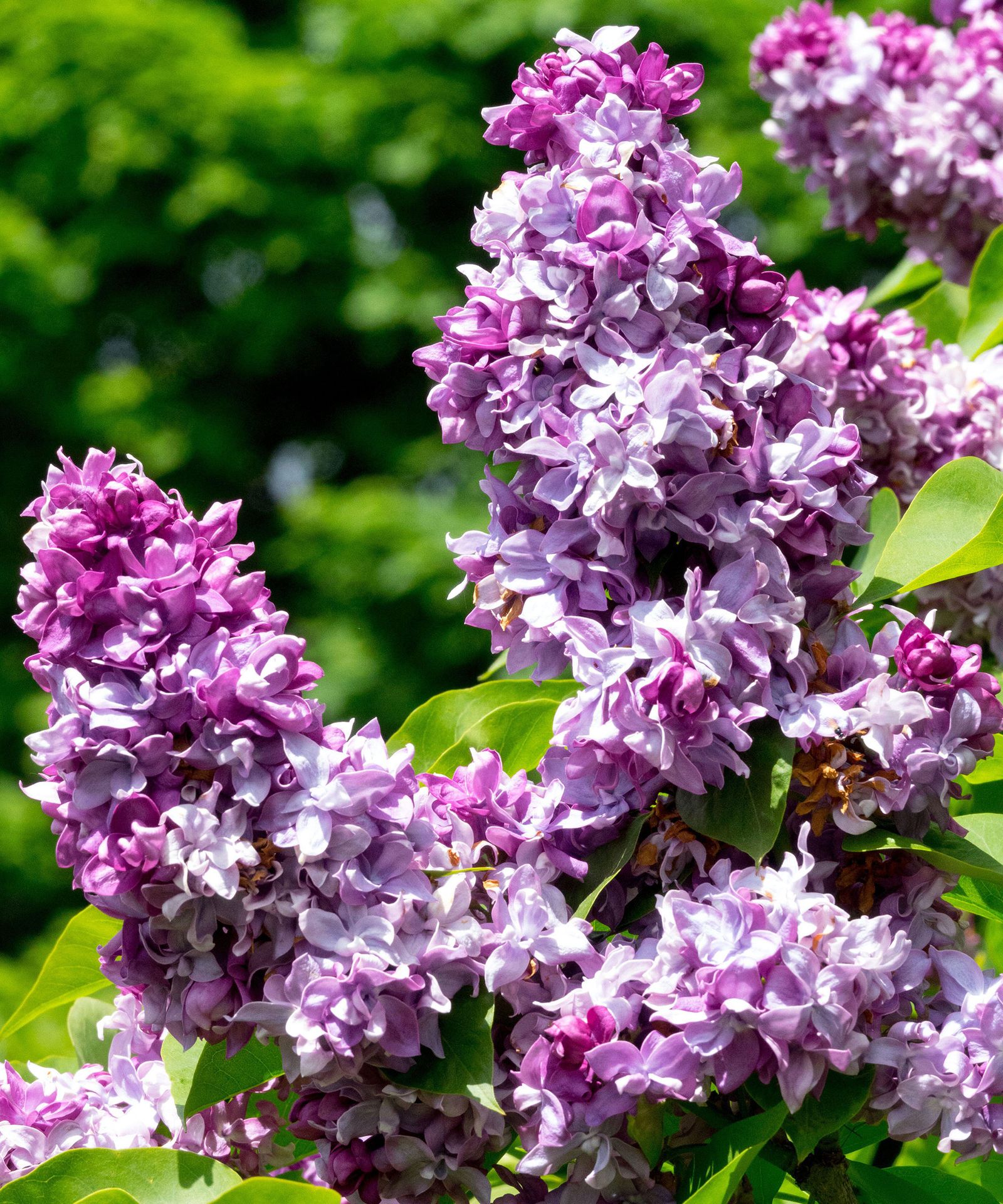 Lilac care guide: how to grow these flowering shrubs | Gardeningetc