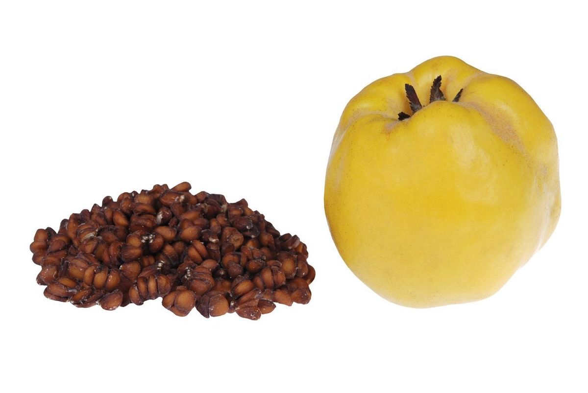 Growing Quince Fruit From Seeds - How To Grow A Quince Tree From Seed ...