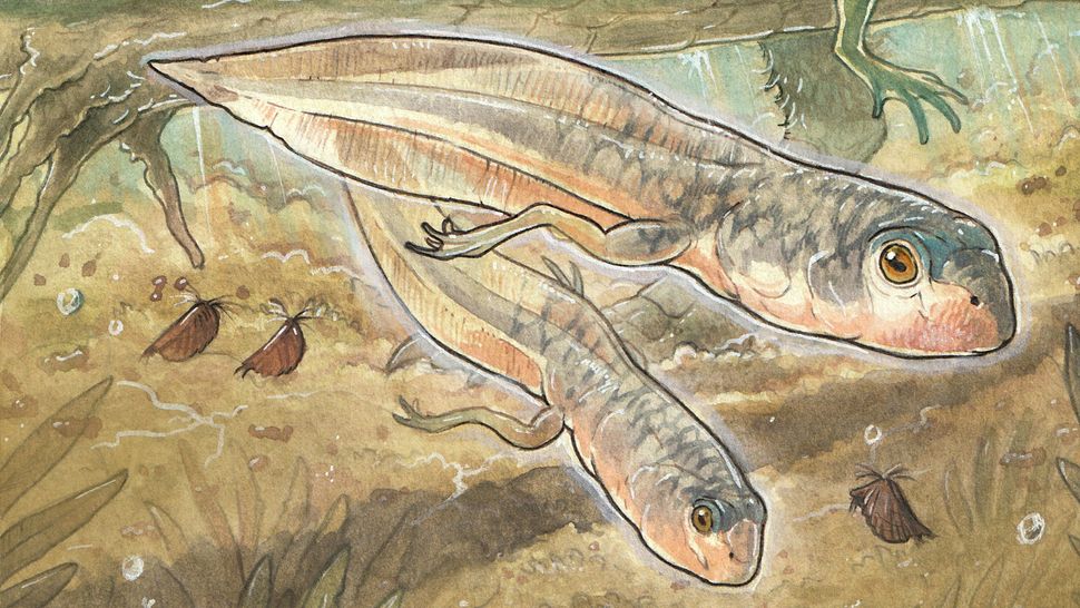 Oldest tadpole on record was a Jurassic giant | Live Science