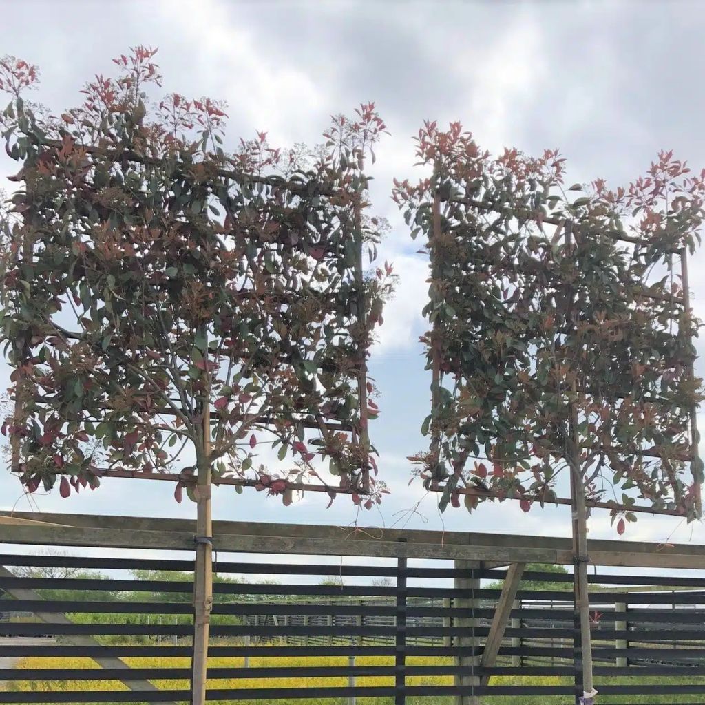 Are pleached trees worth it? Everything you need to know | Ideal Home