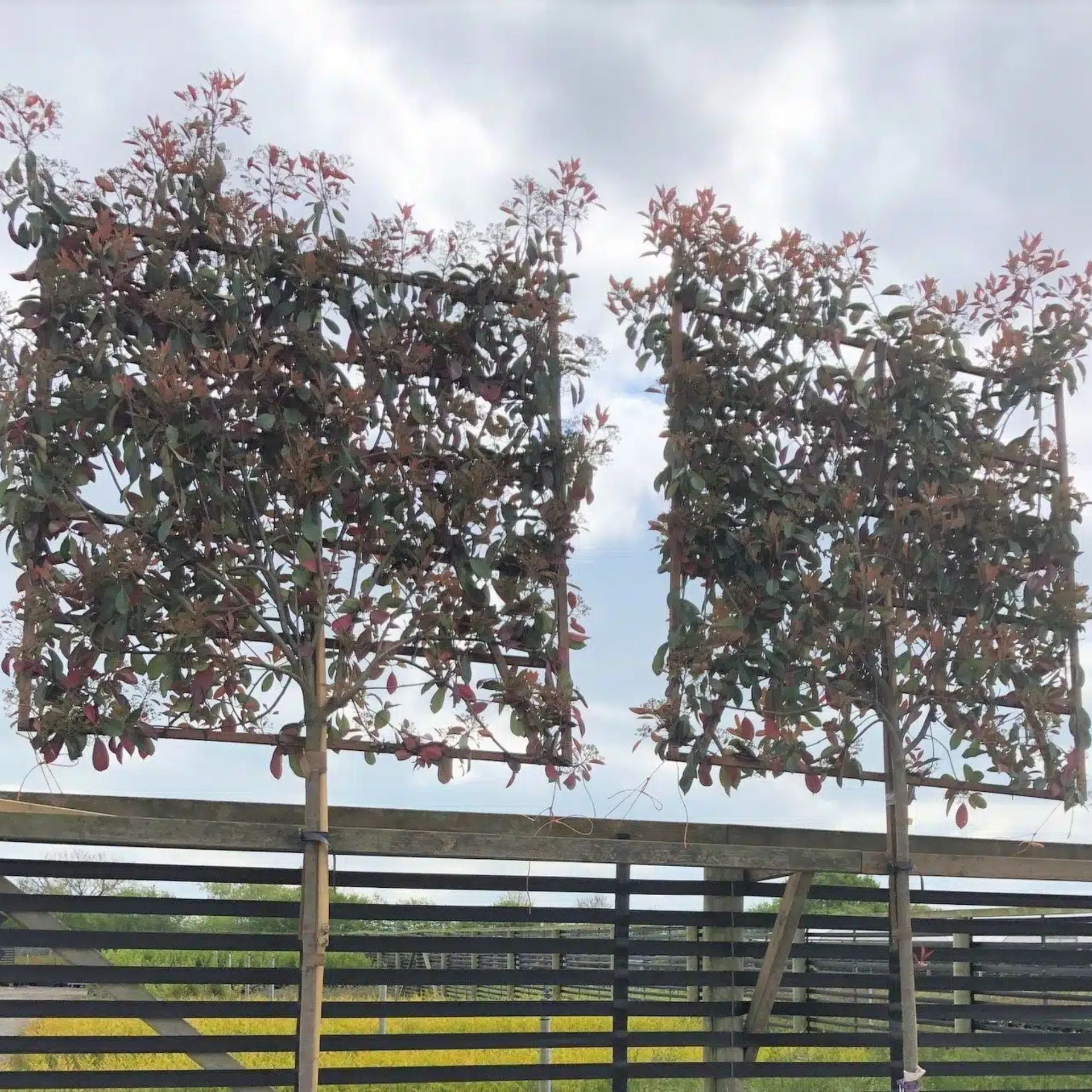 Are pleached trees worth it? Everything you need to know | Ideal Home