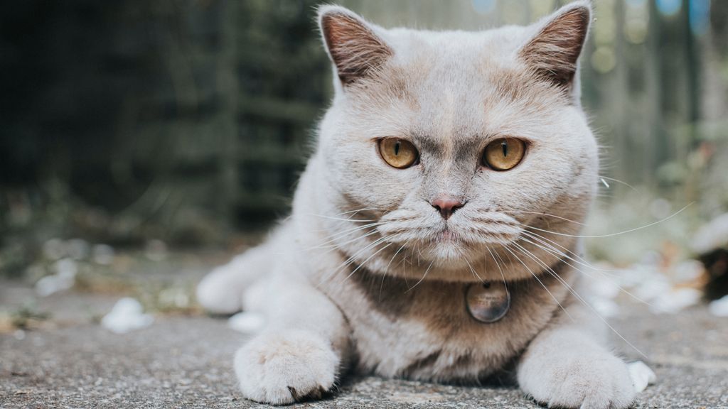 32 types of large breed cats | PetsRadar