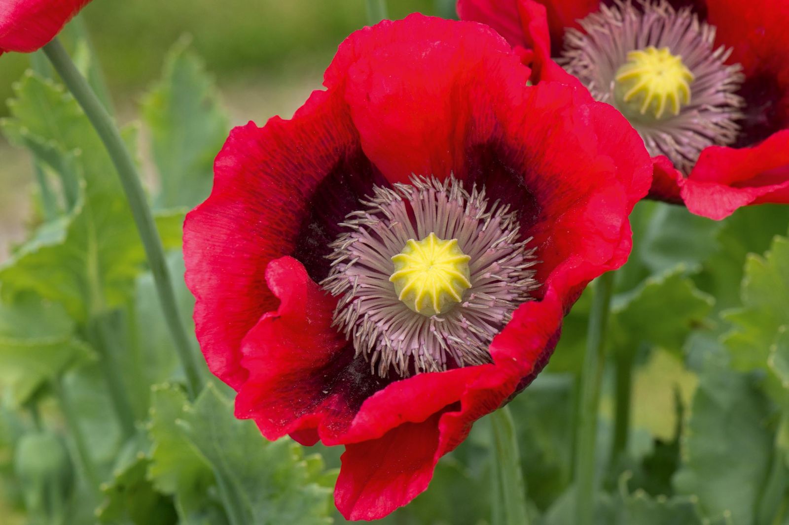 The six varieties of poppy every gardener needs to know | Country Life