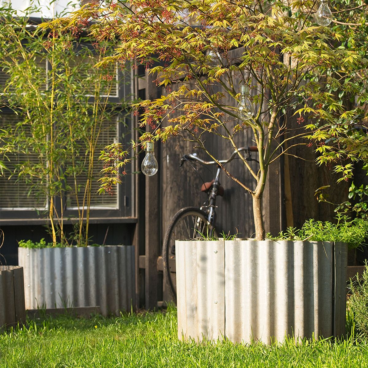 5 best trees to grow in pots according to experts Ideal Home