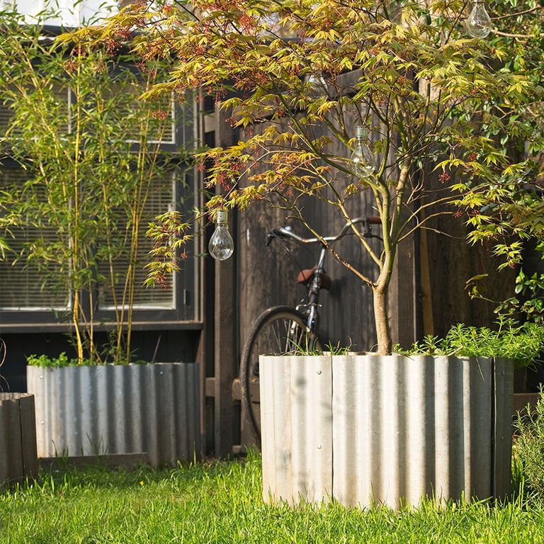 5 best trees to grow in pots, according to experts | Ideal Home