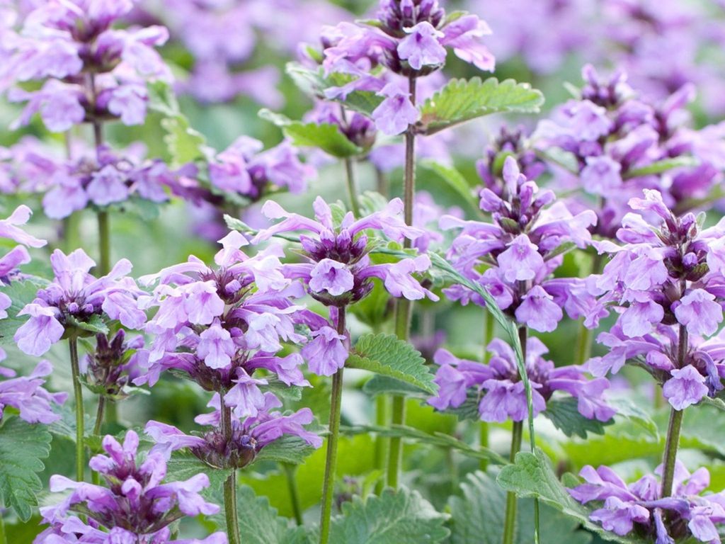 Catmint Plant - Tips For Care Of Catmint | Gardening Know How