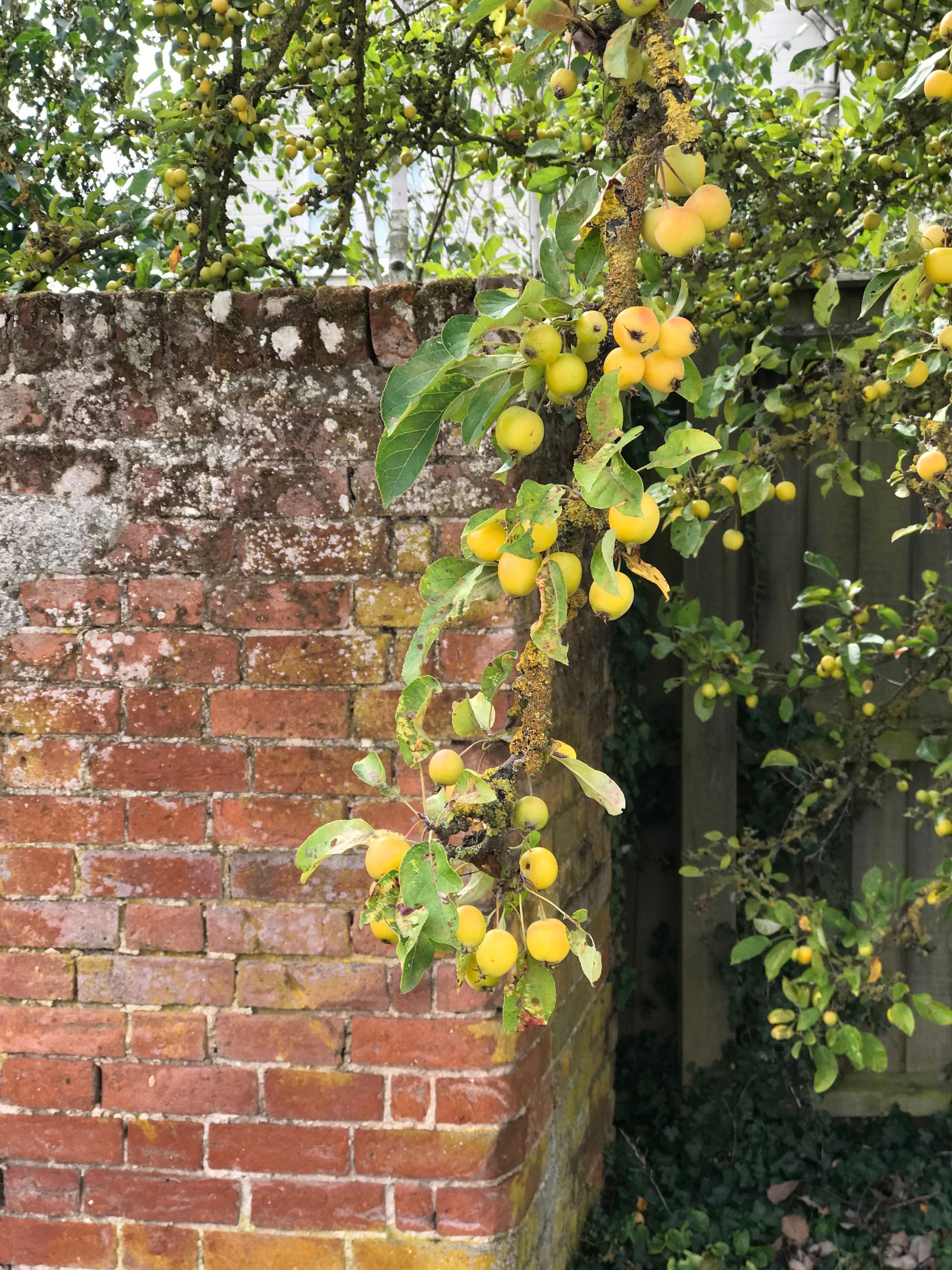 Best trees for small gardens: find the ideal pick for your space ...