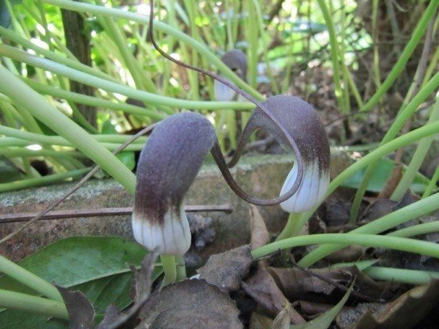 Arisarum Mouse Plant Info - Tips For Growing Mouse Tail Arums ...