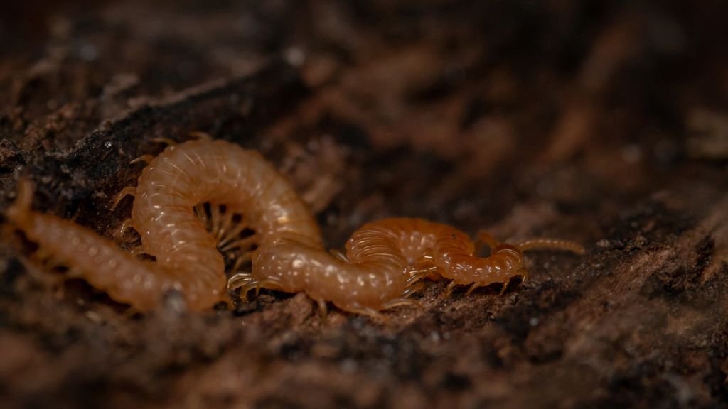 20 of the best named animal species on Earth, from Boops boop to Agra ...