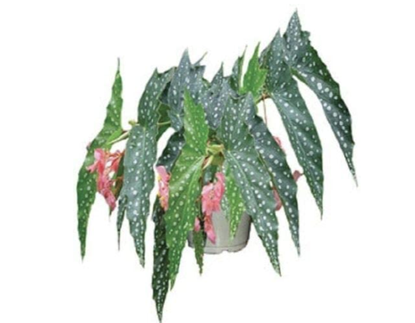 How to turn your windowsill into a thriving indoor garden | Livingetc