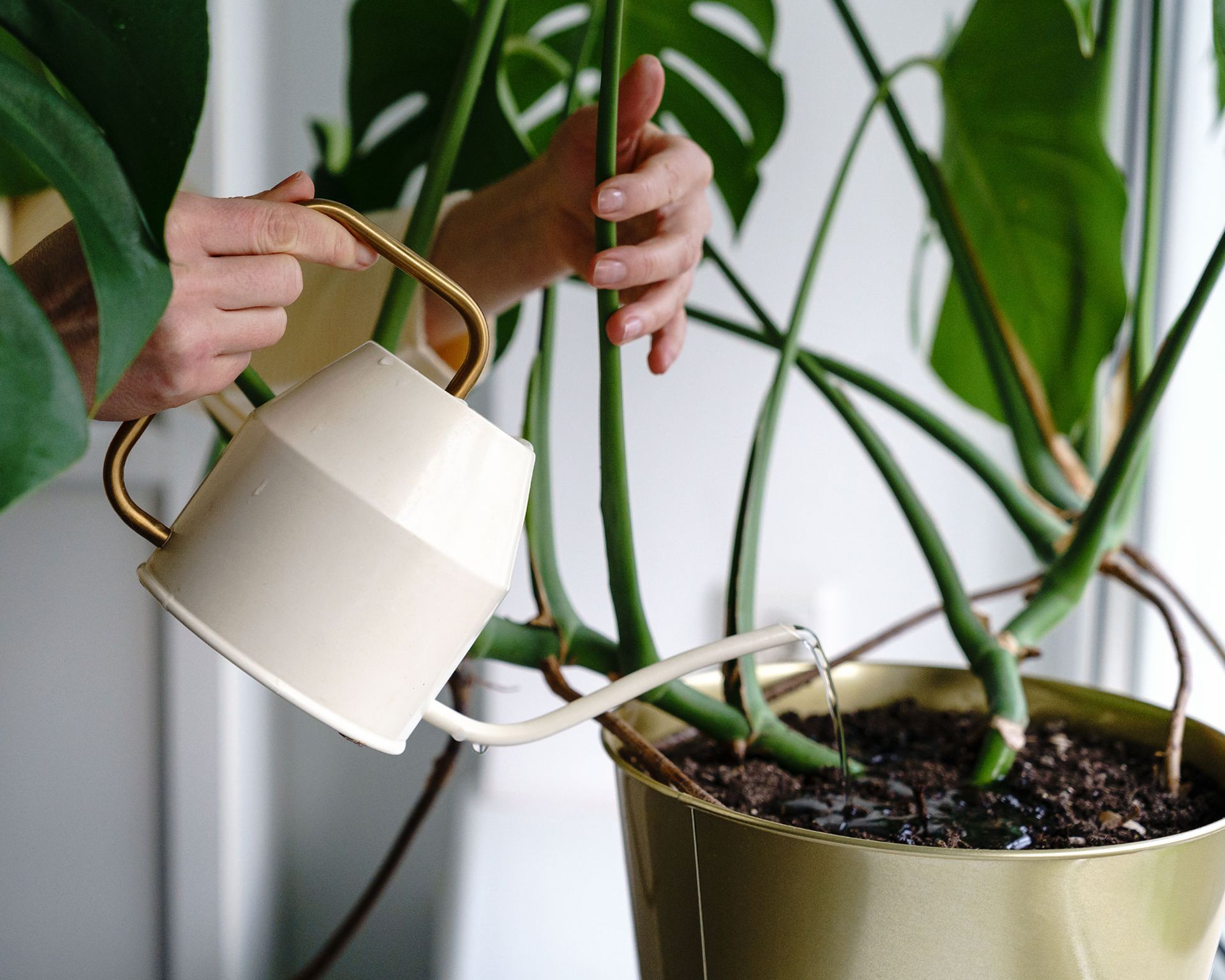 Mold on houseplant soil: expert tips on how to get rid of it | Gardeningetc