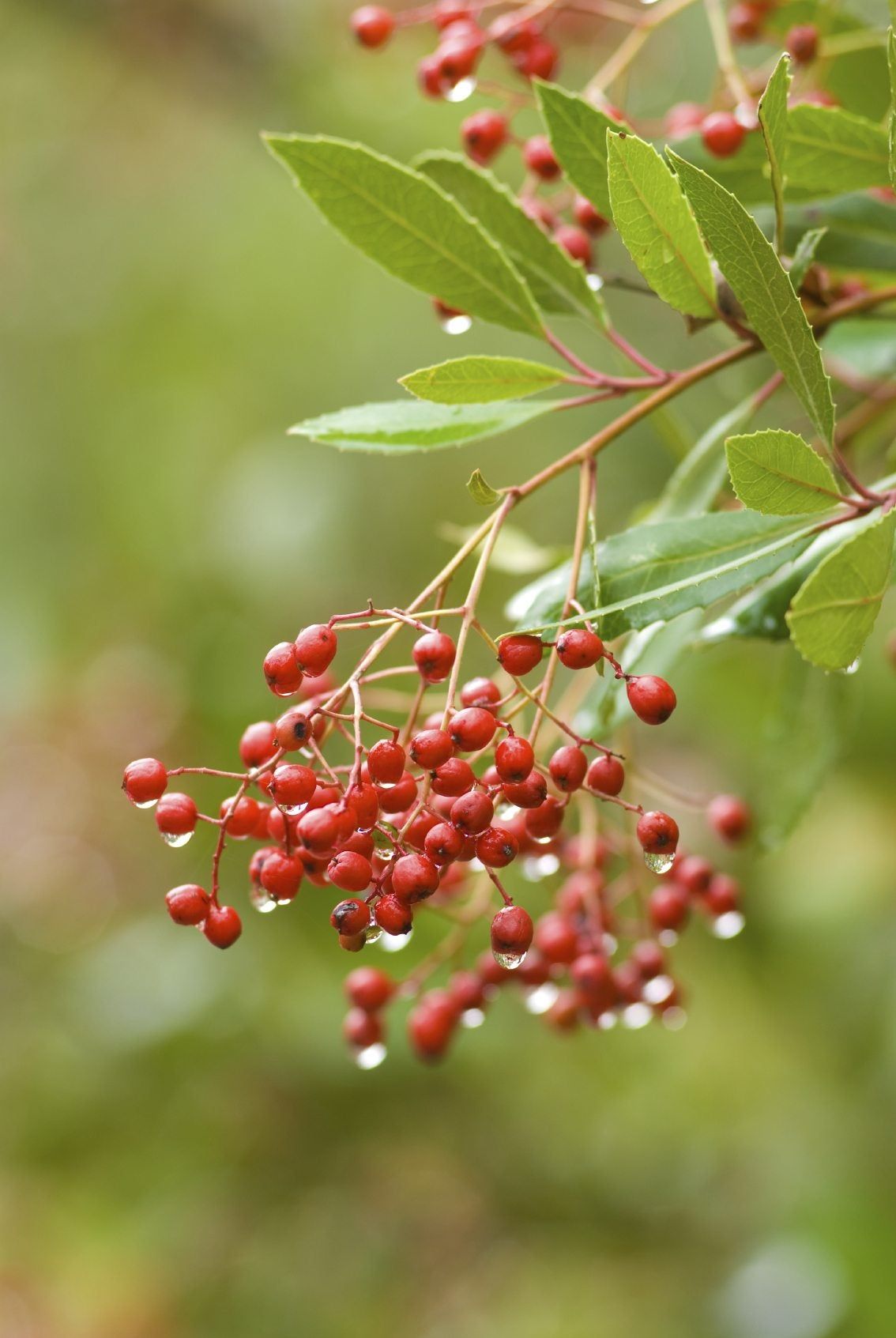Toyon Plant Facts - Learn About Toyon Growing Conditions In The ...