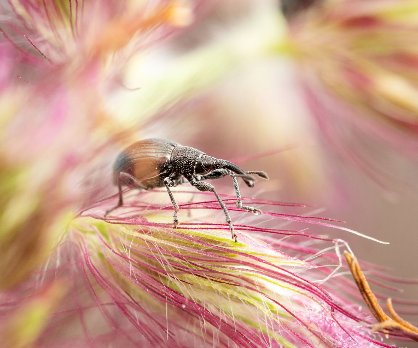Identify These 8 Bugs That Eat Flowers, And Get Rid Of Them ...