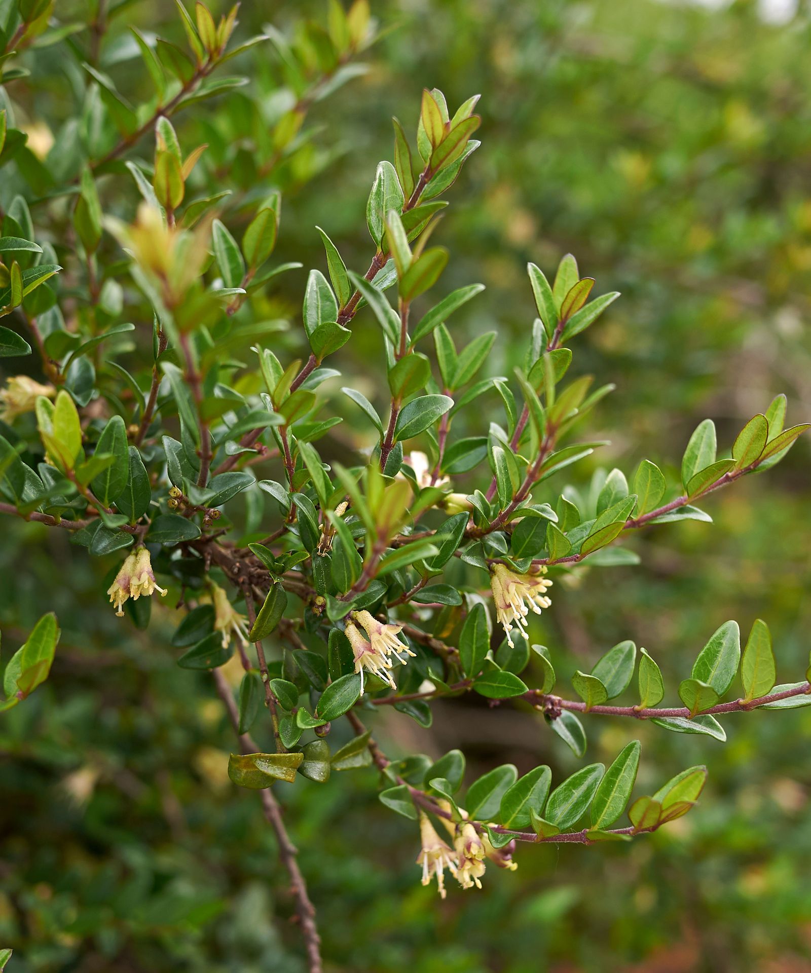 Best shrubs for privacy: the top 10 varieties for your yard | Homes and ...