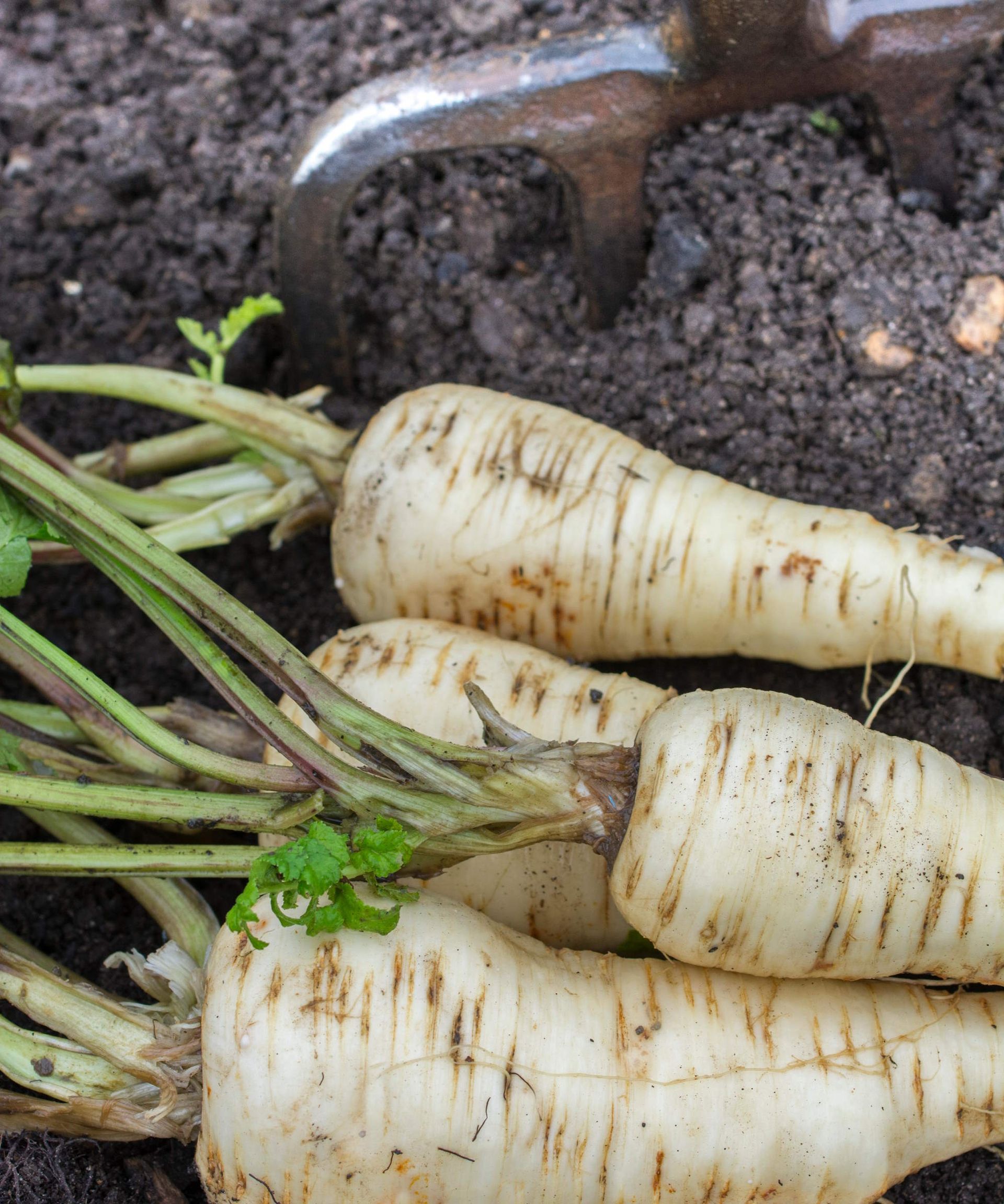 How to harvest parsnips - tips from an experienced grower | Homes and ...