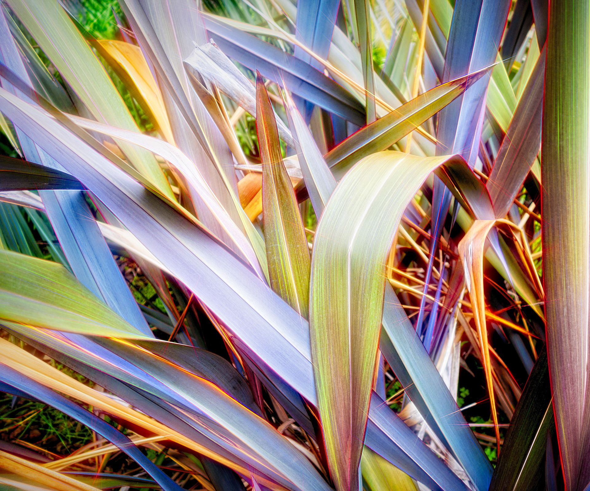 Best ornamental grasses for privacy: 5 screening grasses | Homes and ...