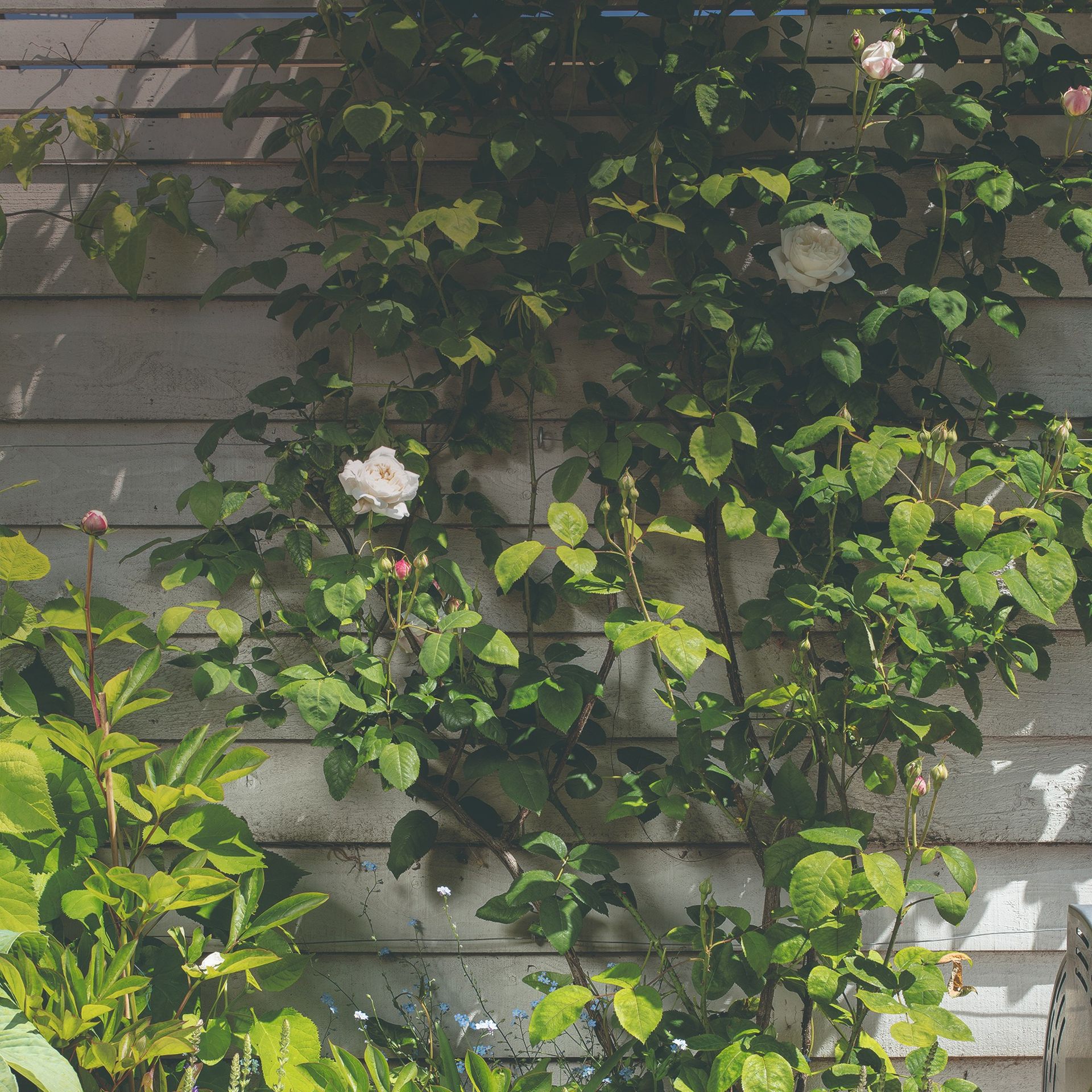 8 of the best climbing plants for pots to add height and style to your ...