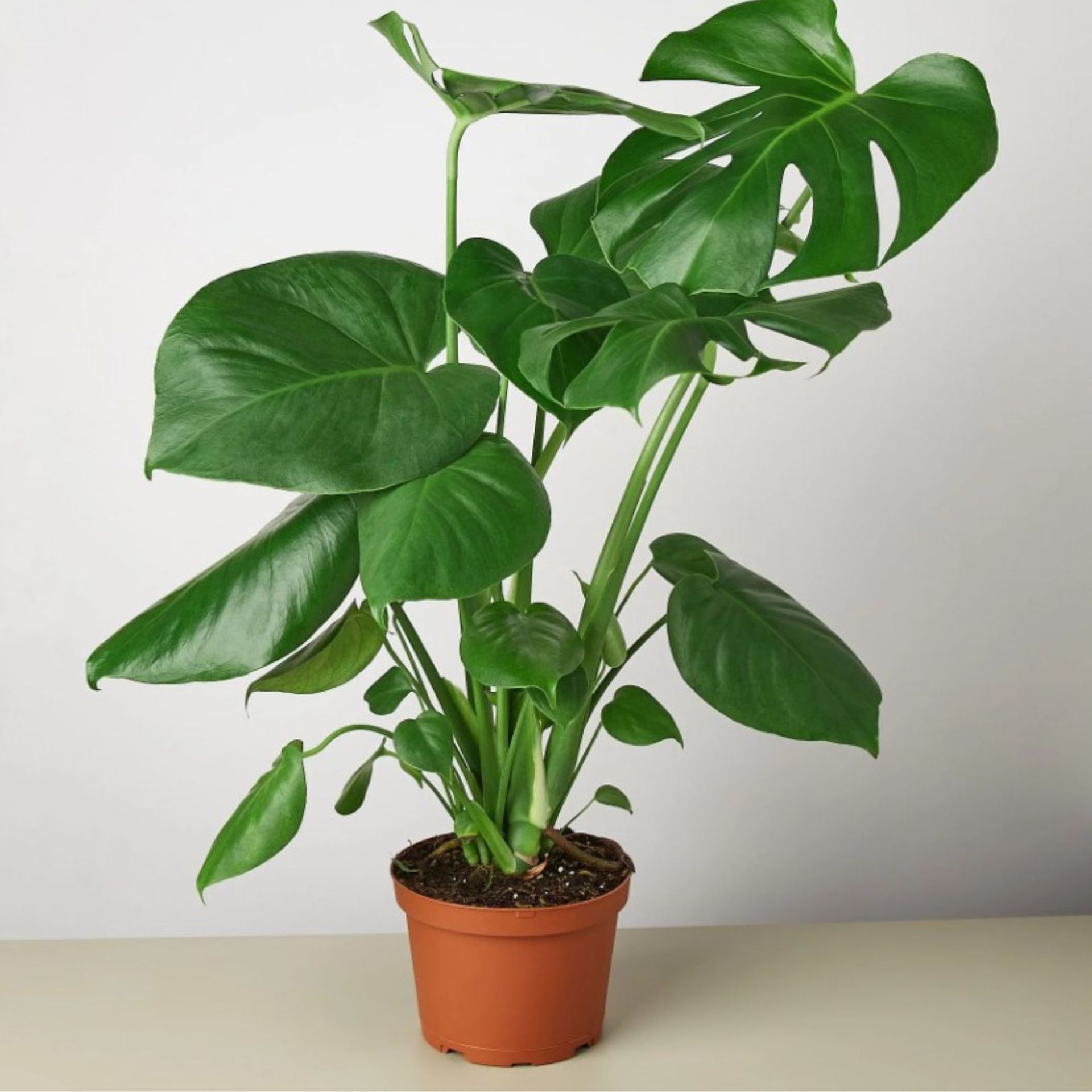 How Brie Larson uses plants strategically in her home | Homes and Gardens