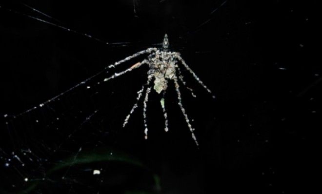 The spider that builds its own lifelike decoys | The Week