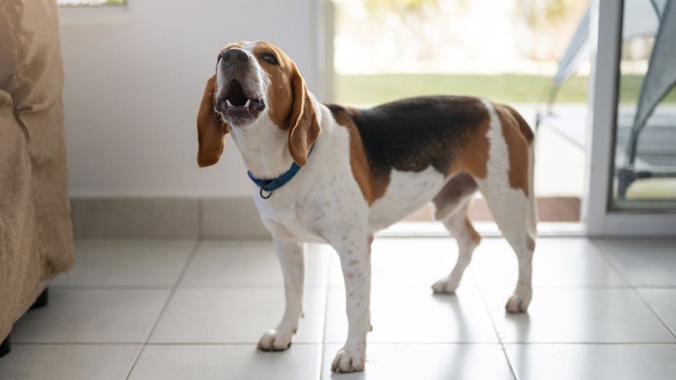 10 loudest dog breeds: Booming barkers and incessant yappers | PetsRadar