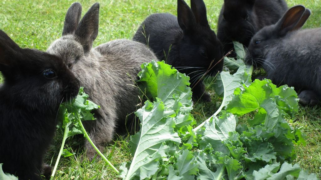 32 surprising things rabbits can eat | PetsRadar