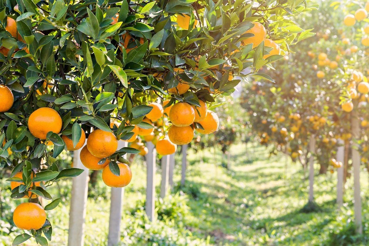Zone 9 Citrus Varieties: Selecting Citrus Trees That Grow In Zone 9 ...