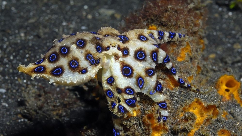 How do octopuses change color? | Live Science