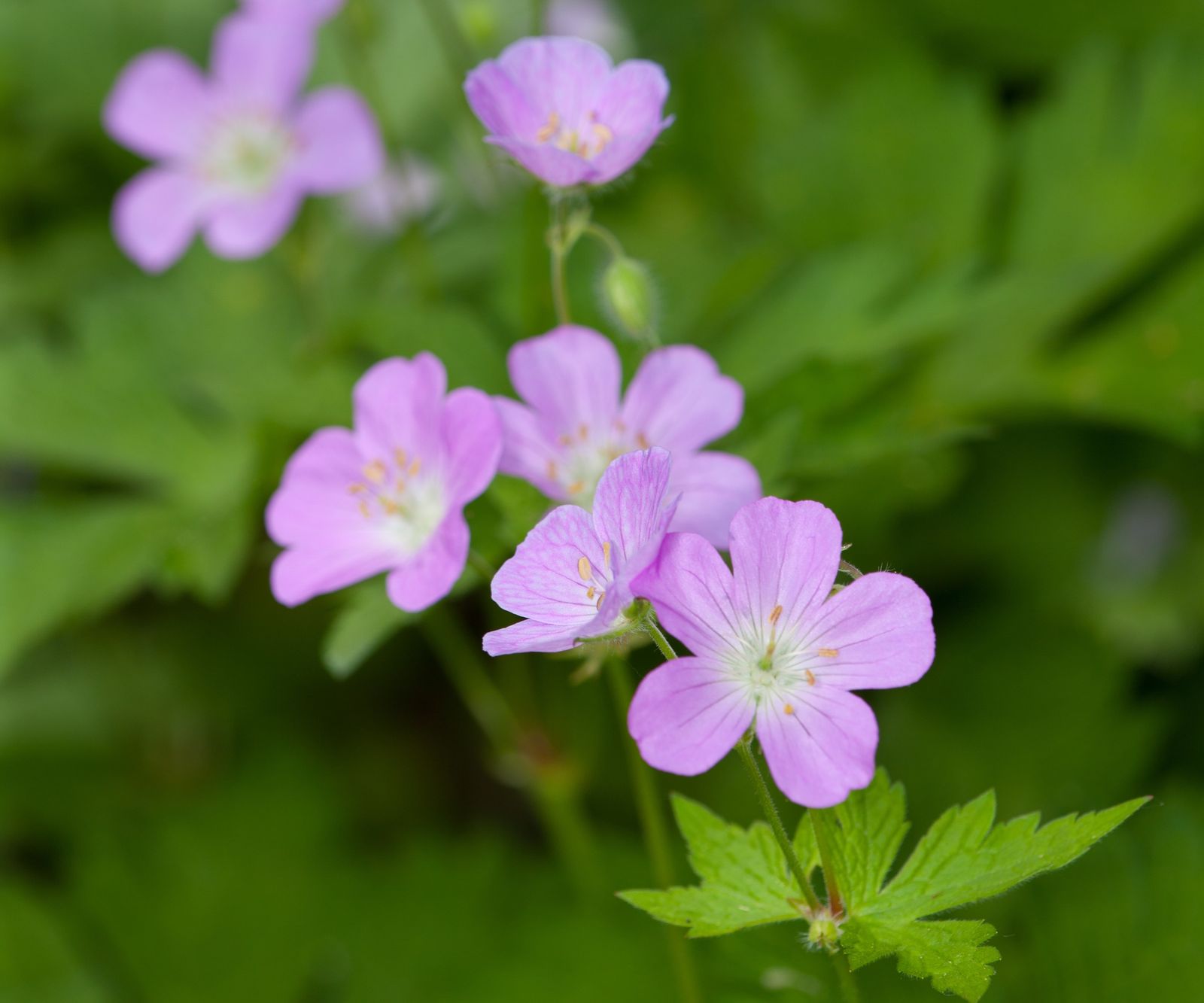 How to grow wild geranium: for a shady flowering perennial | Homes and ...