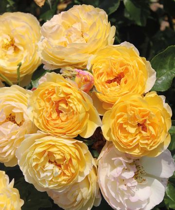 Types of roses: 11 beautiful varieties for your garden | Gardeningetc