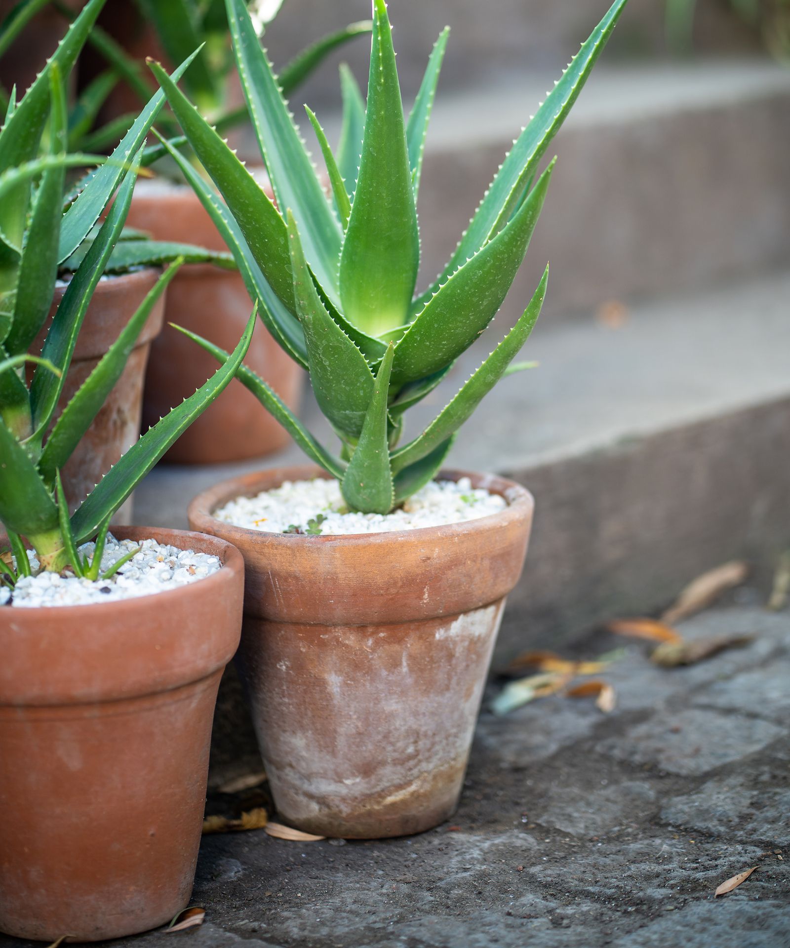 How to repot aloe: expert tips to avoid transplant shock | Homes and ...