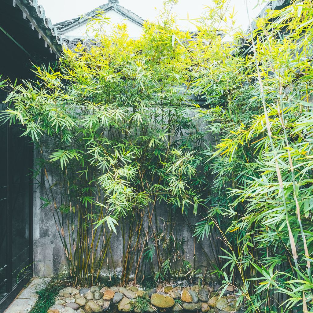 Fast growing privacy trees to block out your neighbours | Ideal Home