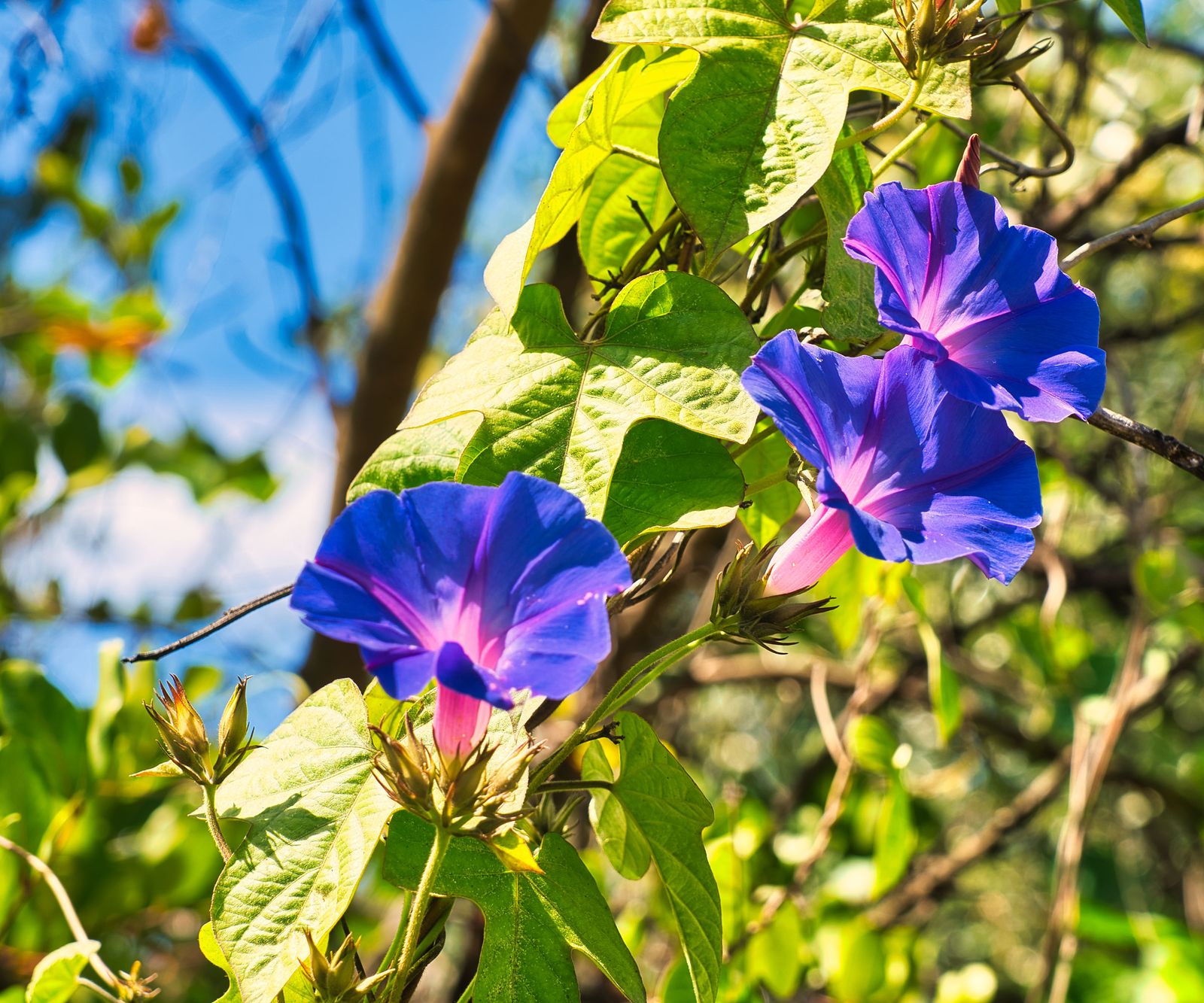 How to grow morning glory from seed successfully | Homes and Gardens