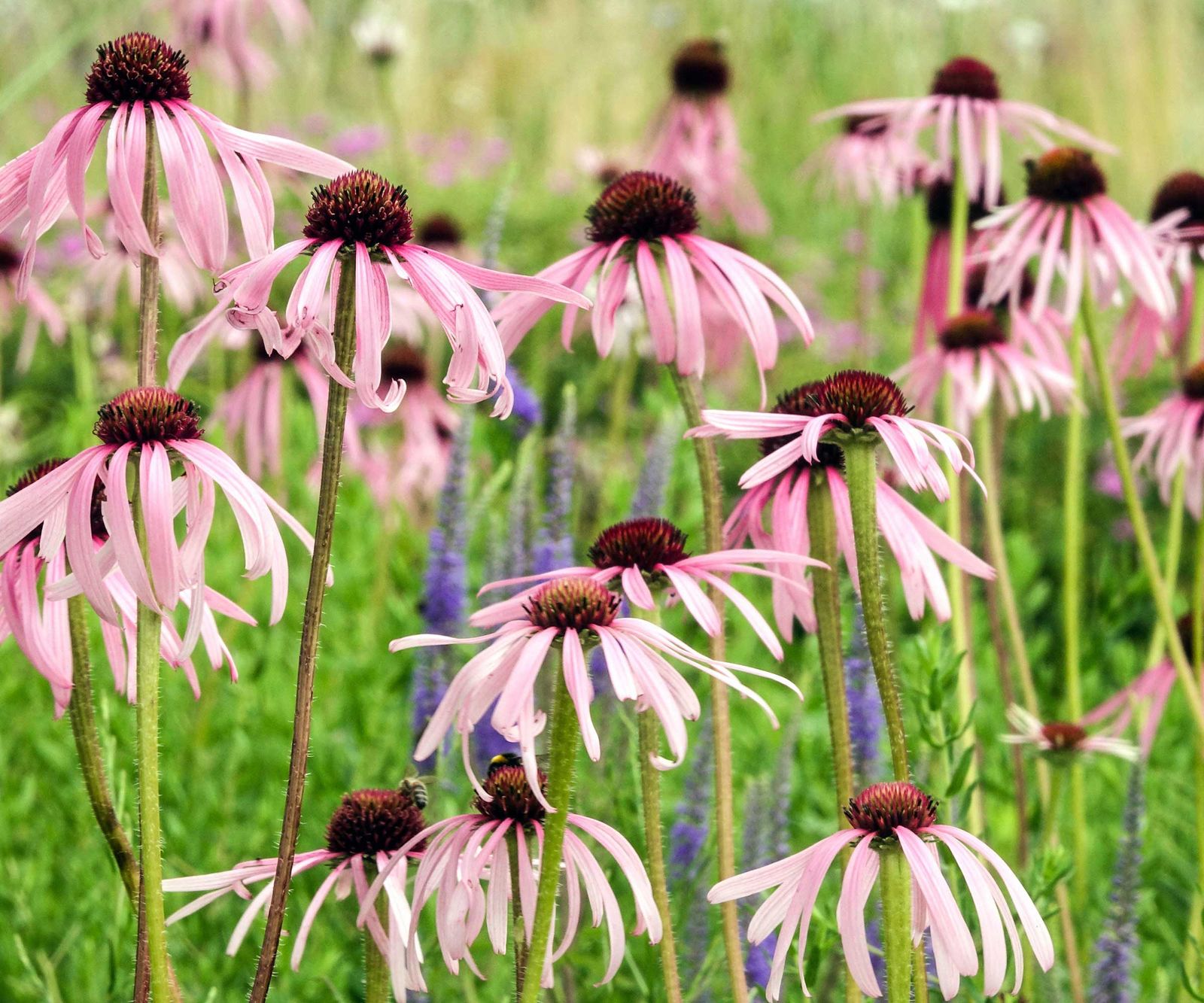 Best perennials: 10 great-value plants for your garden | Homes and Gardens