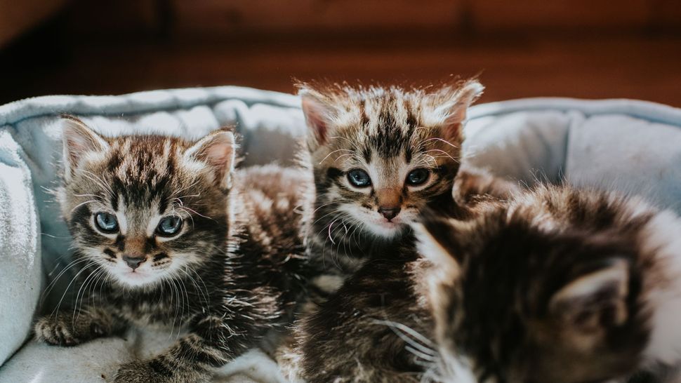 32 reasons why cats are better pets than dogs | PetsRadar