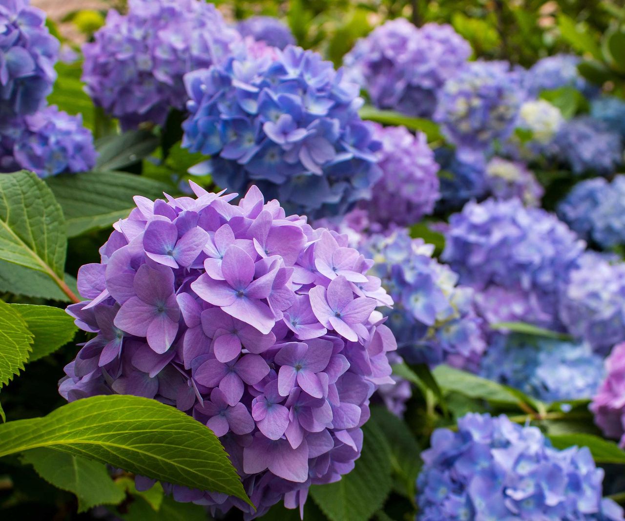 What to do with hydrangeas in the fall: 5 expert tips for success ...
