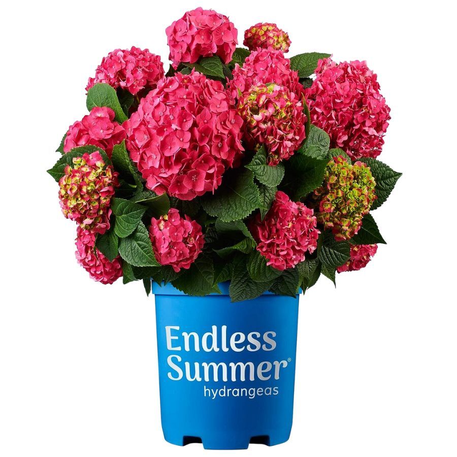 Privacy bushes are the secret to blocking out nosy neighbors | Livingetc