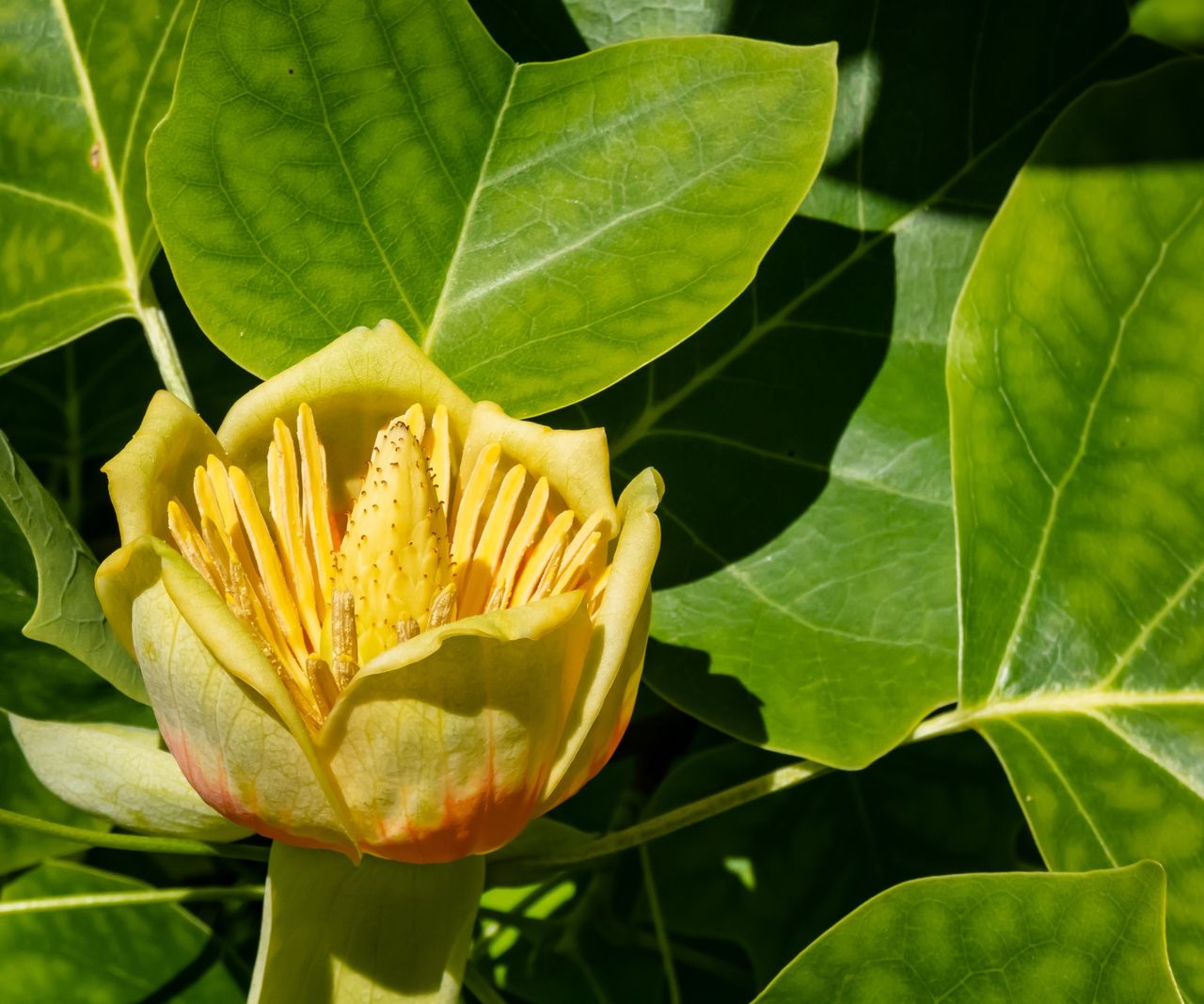 How to grow a tulip tree for hummingbirds and pollinators | Homes and ...