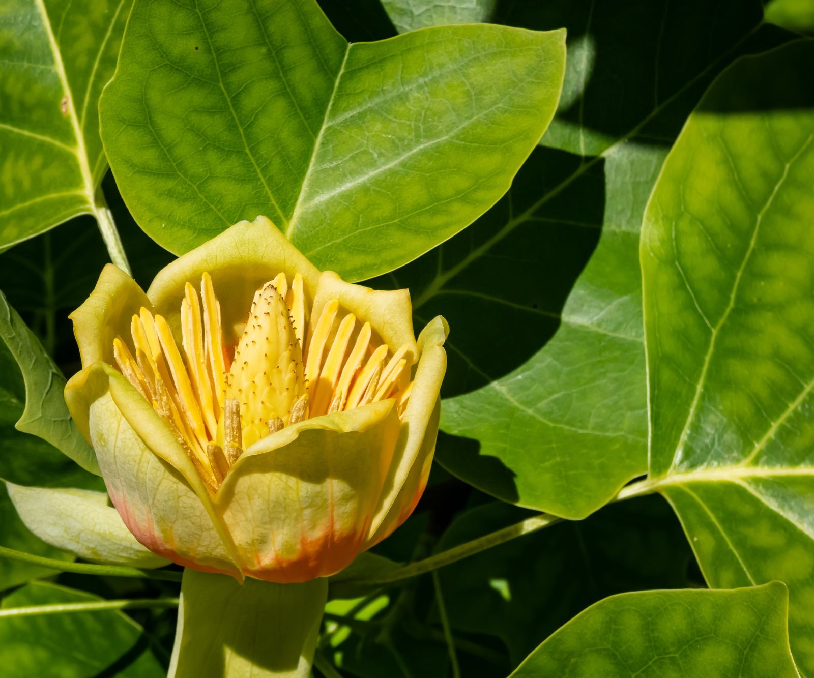 How to grow a tulip tree for hummingbirds and pollinators | Homes and ...
