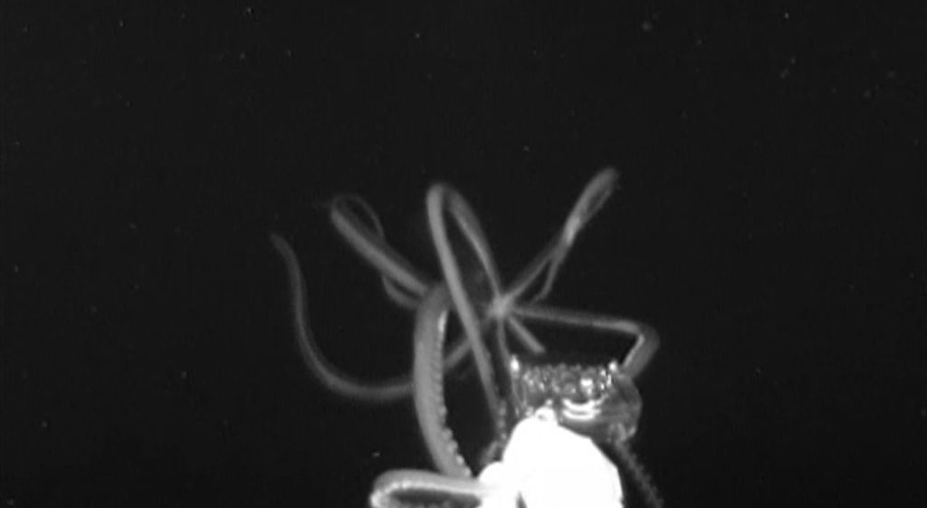 Giant Squid Filmed Alive for Second Time in History. Here's the Video ...