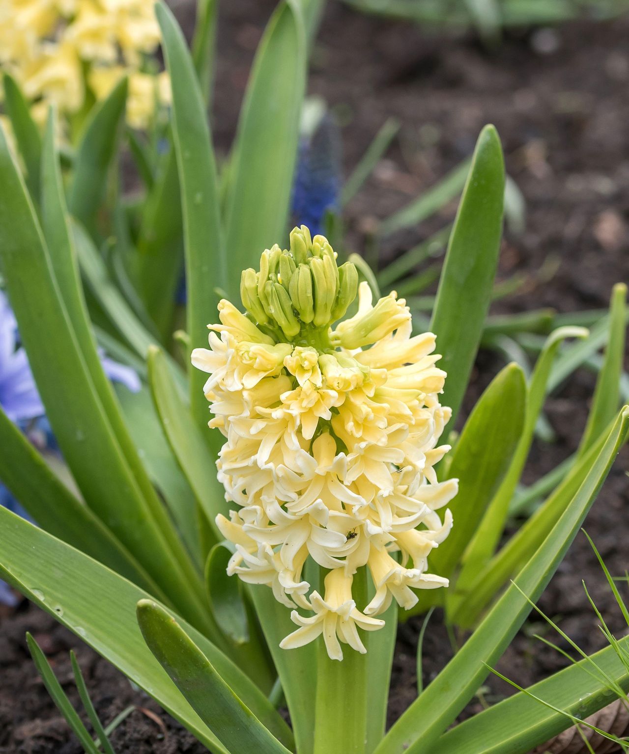 Best hyacinth varieties – 15 seasonal bulb choices | Homes and Gardens