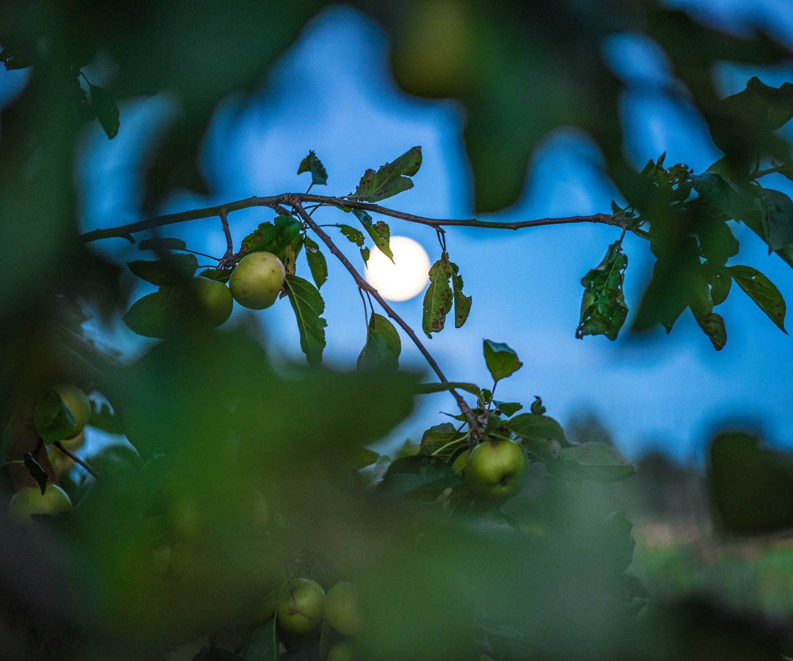How to garden by the moon: tips for growing by lunar phases | Homes and ...