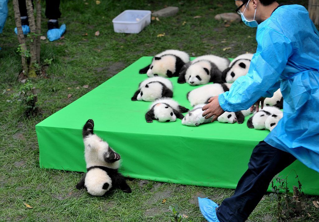 Cutest Face-Plant Ever? Baby Panda Falls Off Stage | Live Science