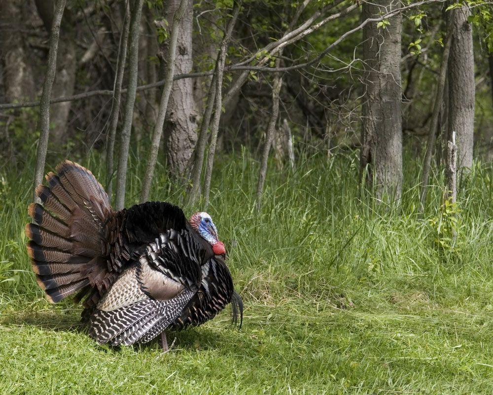 10 terrific turkey facts | Live Science