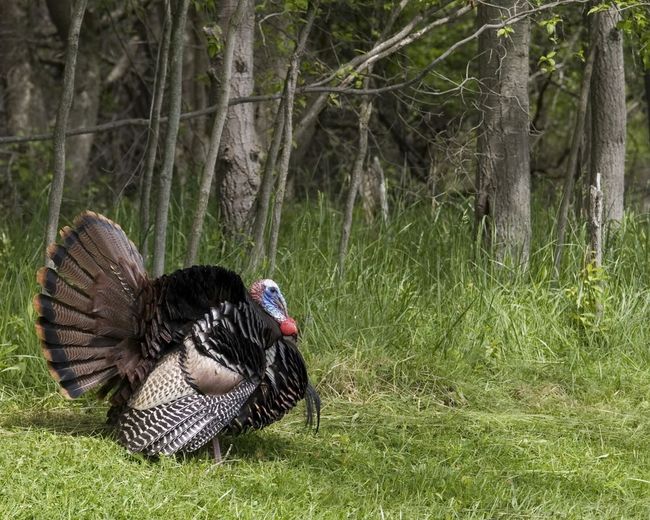 10 terrific turkey facts | Live Science