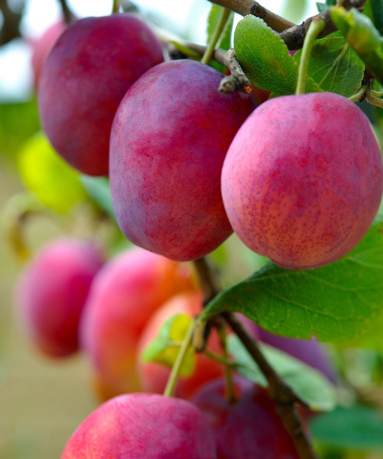 Types of plum trees: 12 varieties for a fruitful harvest | Homes and ...